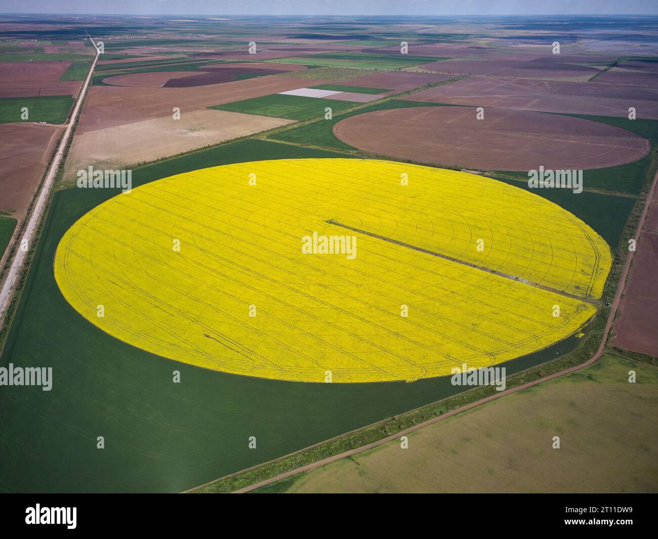 Center pivot irrigation system on a yellow rapeseed field aerial top ...