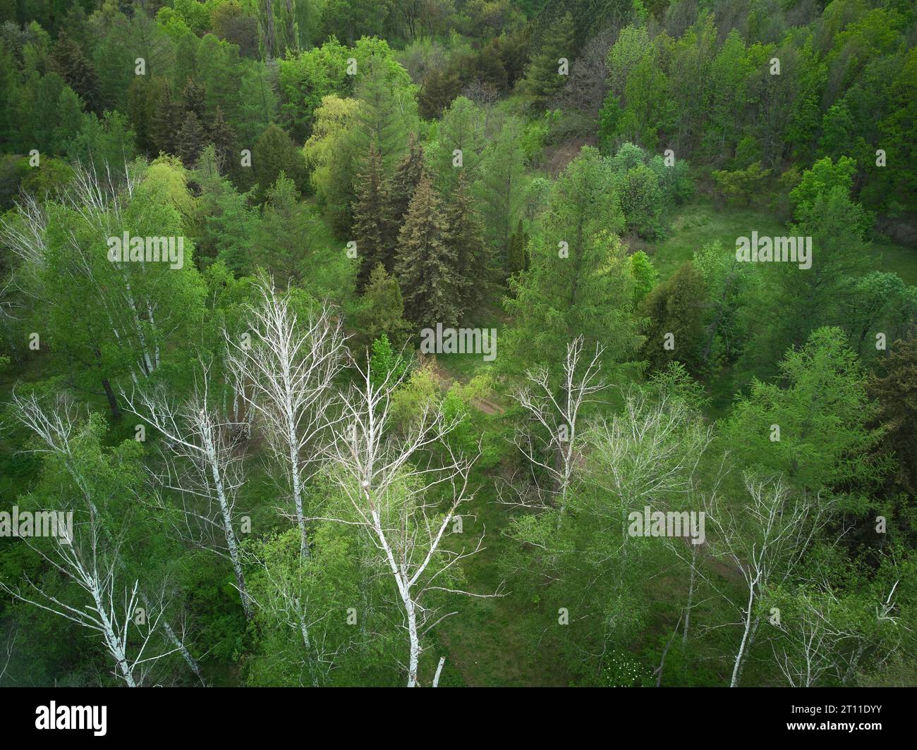 Aerial drone view of a garden with walkways different trees and green ...