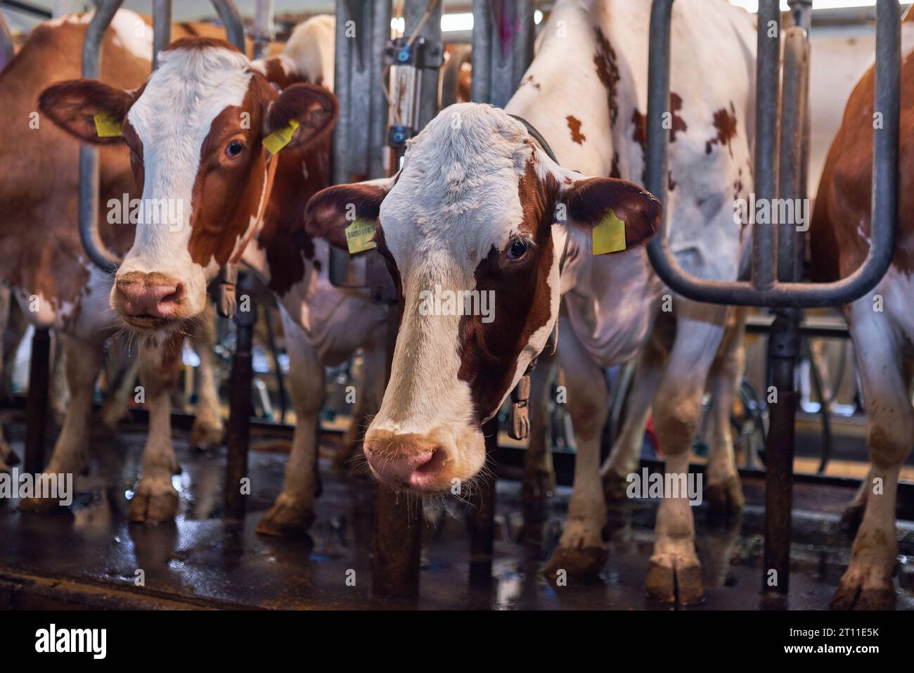 Cows in farm cowshed close hi-res stock photography and images - Alamy