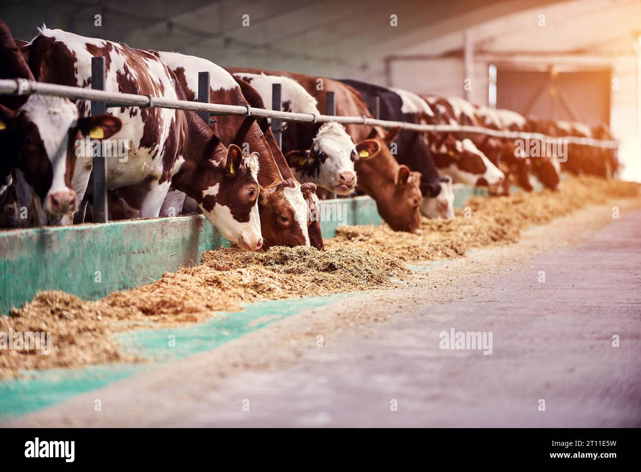 cows in a farm close up. Dairy cows in a farm Stock Photo - Alamy