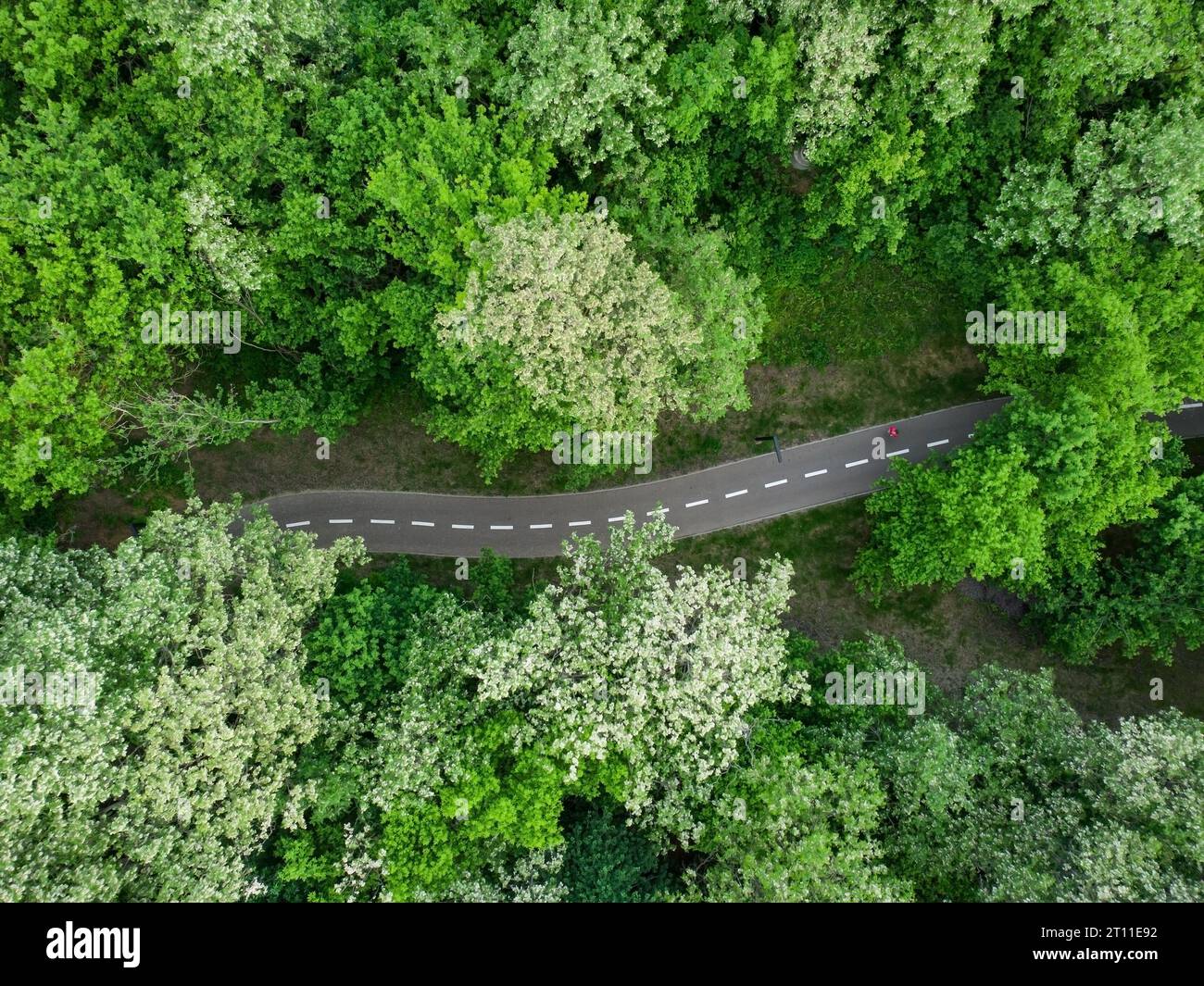 Bike Road through the summer green forest, Aerial view Stock Photo - Alamy