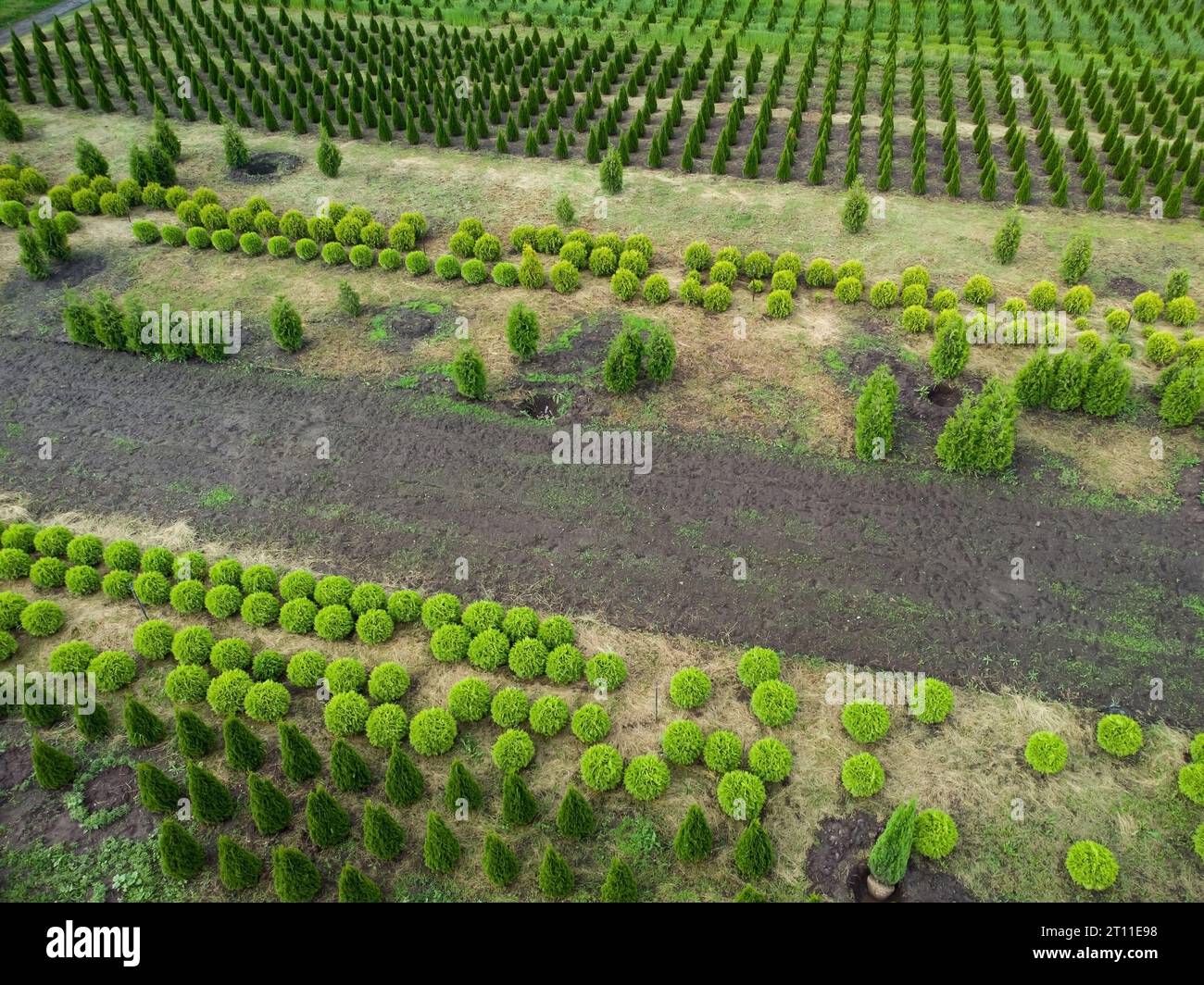 aerial view of a tree plantation for landscaping Stock Photo - Alamy