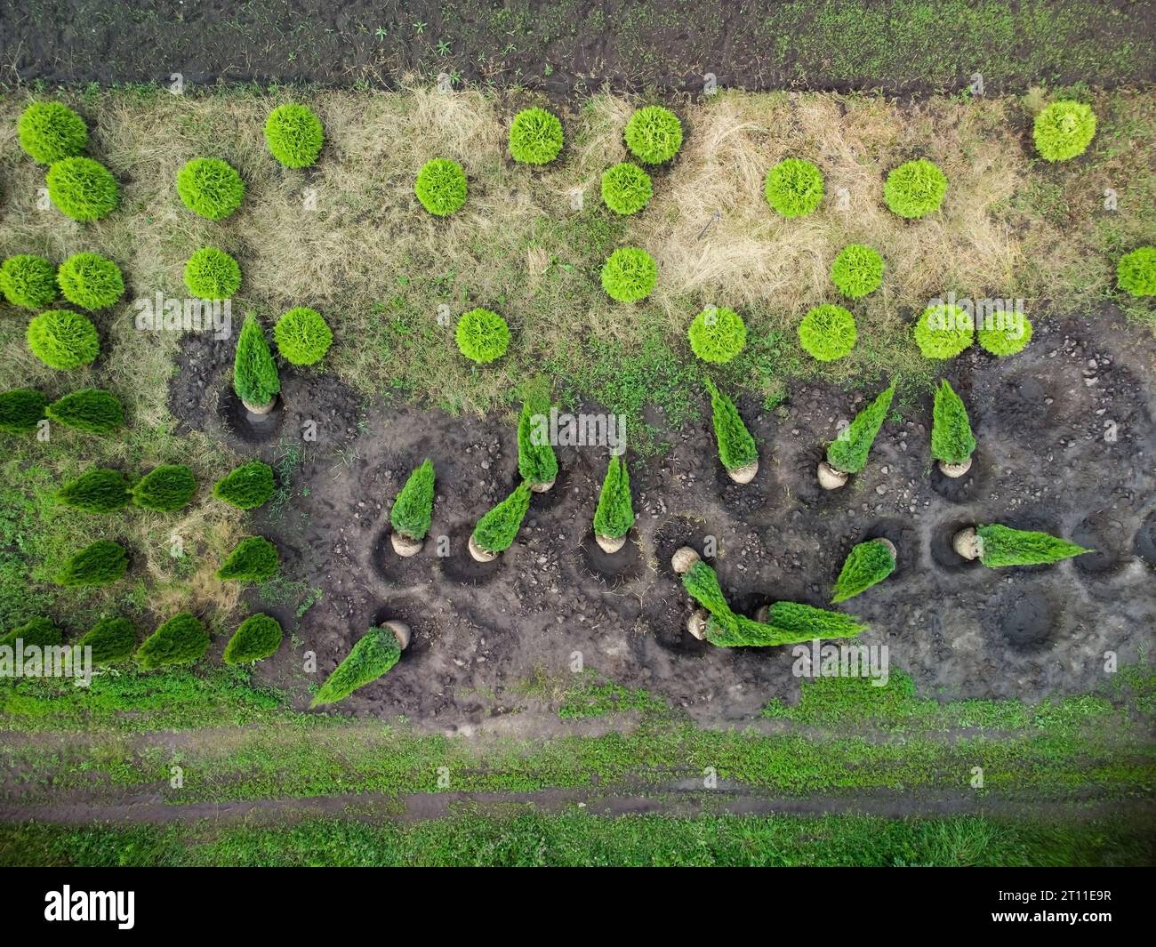 aerial view of a tree plantation for landscaping Stock Photo - Alamy
