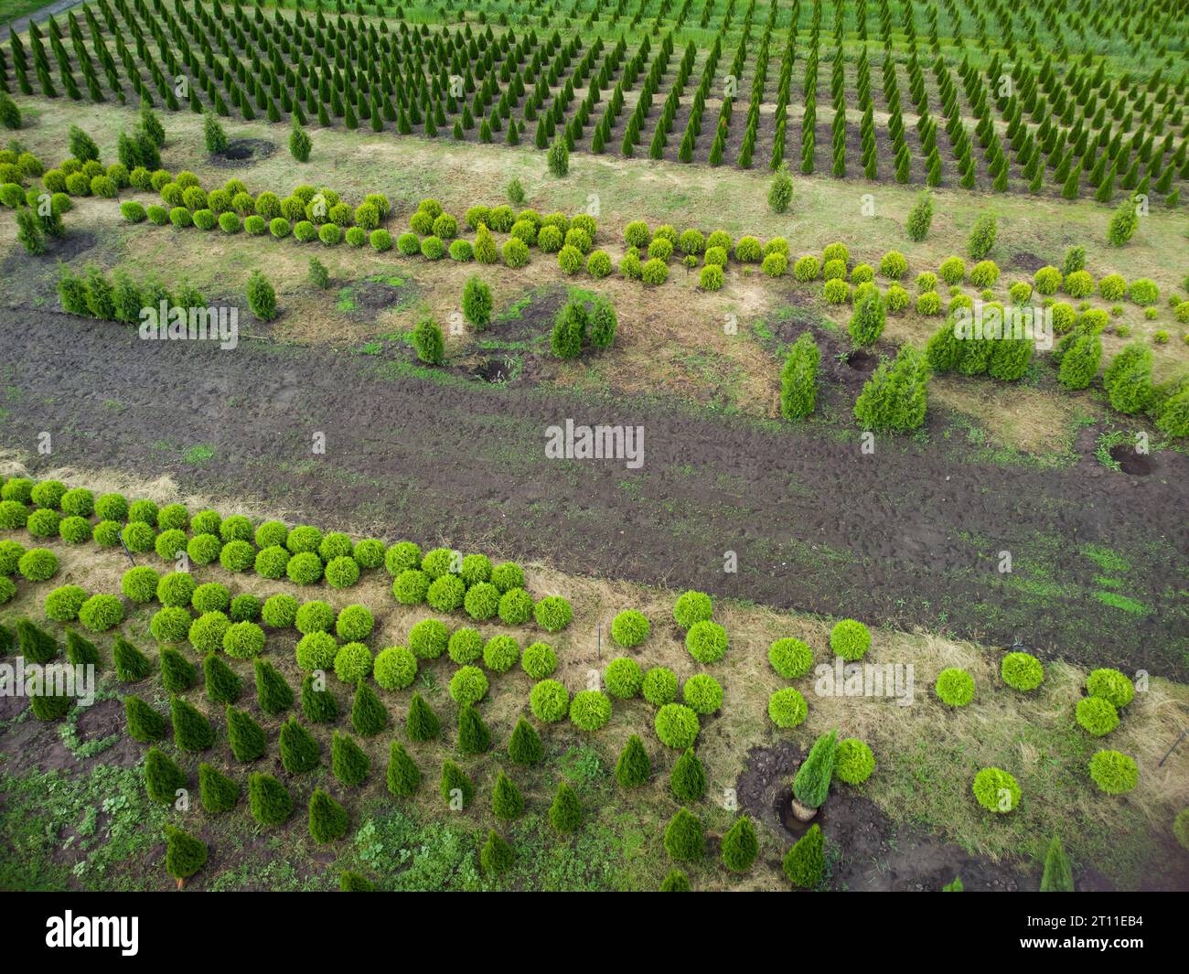 aerial view of a tree plantation for landscaping Stock Photo - Alamy