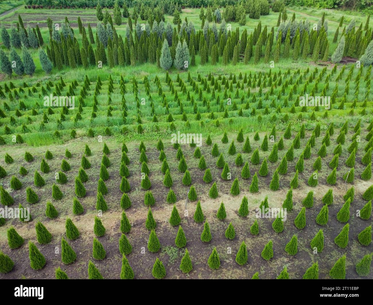 aerial view of a tree plantation for landscaping Stock Photo - Alamy