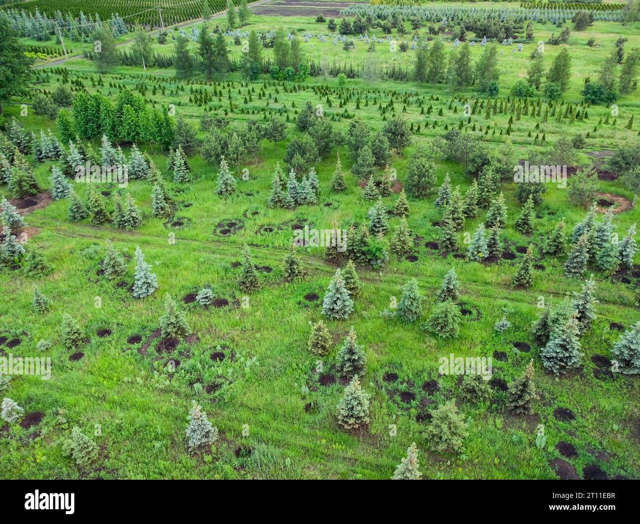 aerial view of a tree plantation for landscaping Stock Photo - Alamy