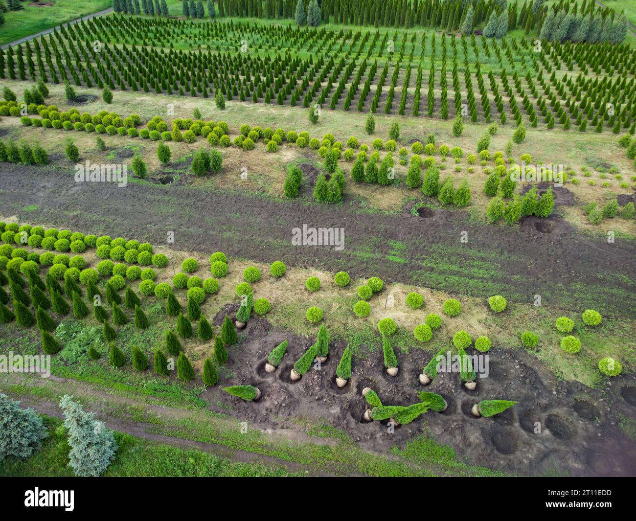 aerial view of a tree plantation for landscaping Stock Photo - Alamy
