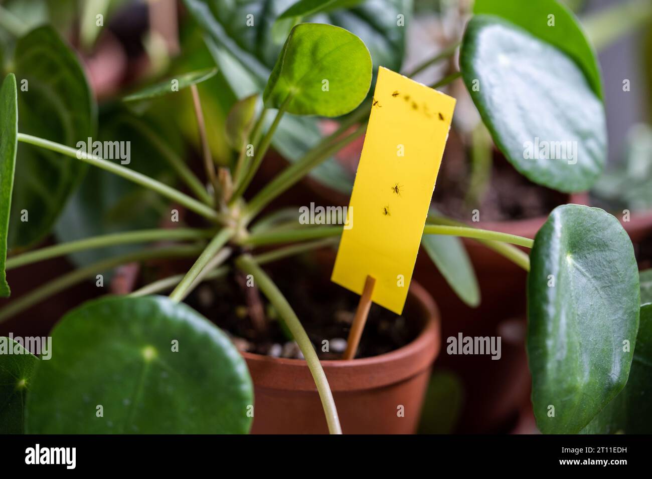 Fungus gnats stuck on yellow sticky trap closeup. Flypaper for ...