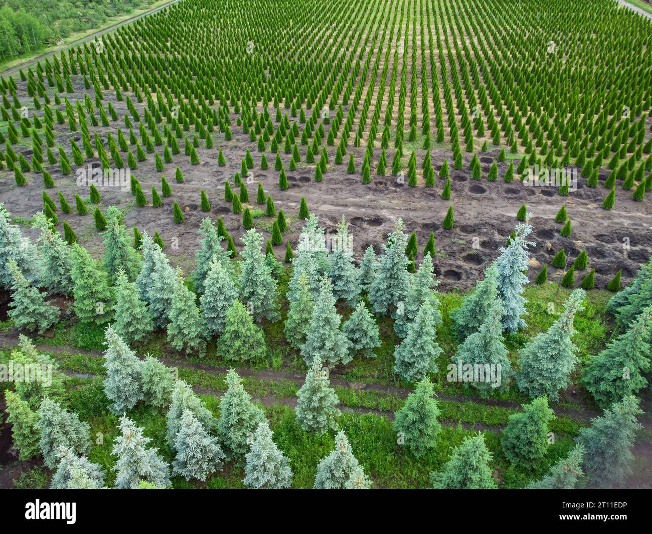 aerial view of a tree plantation for landscaping Stock Photo - Alamy