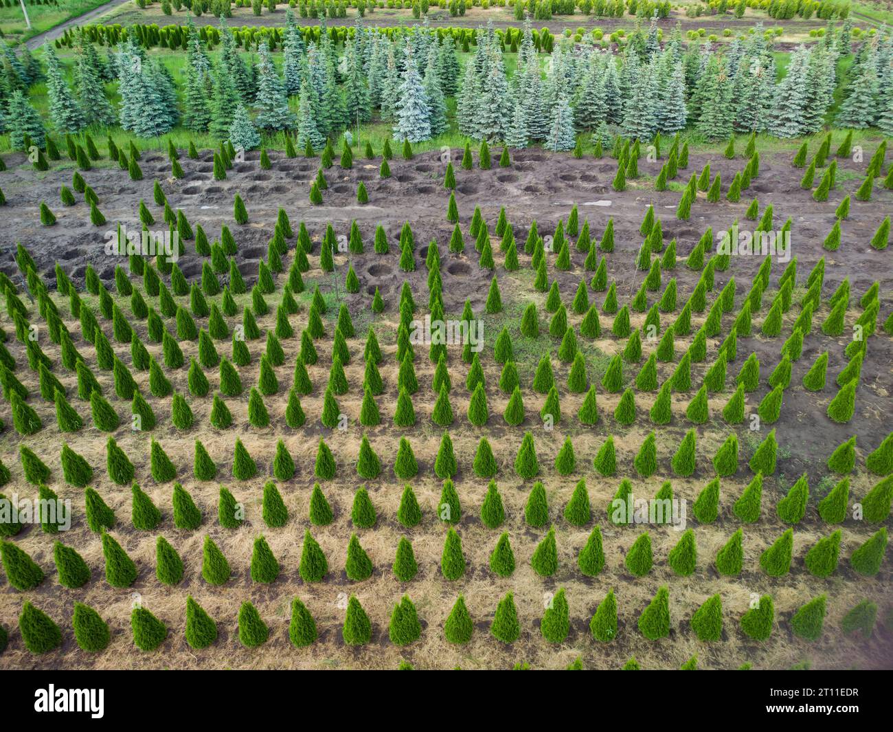 aerial view of a tree plantation for landscaping Stock Photo - Alamy