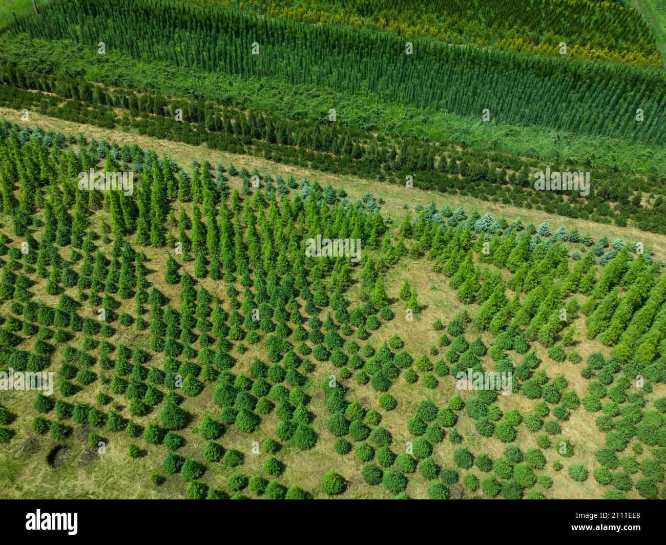 aerial view of a tree plantation for landscaping Stock Photo - Alamy