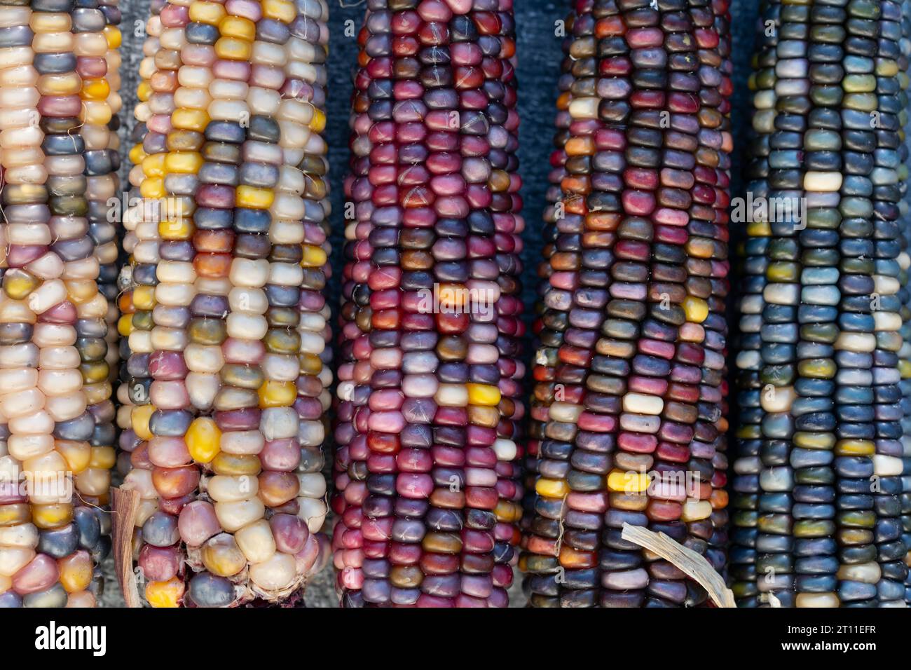 Several colorful corn cobs of different colors lie next to each other ...