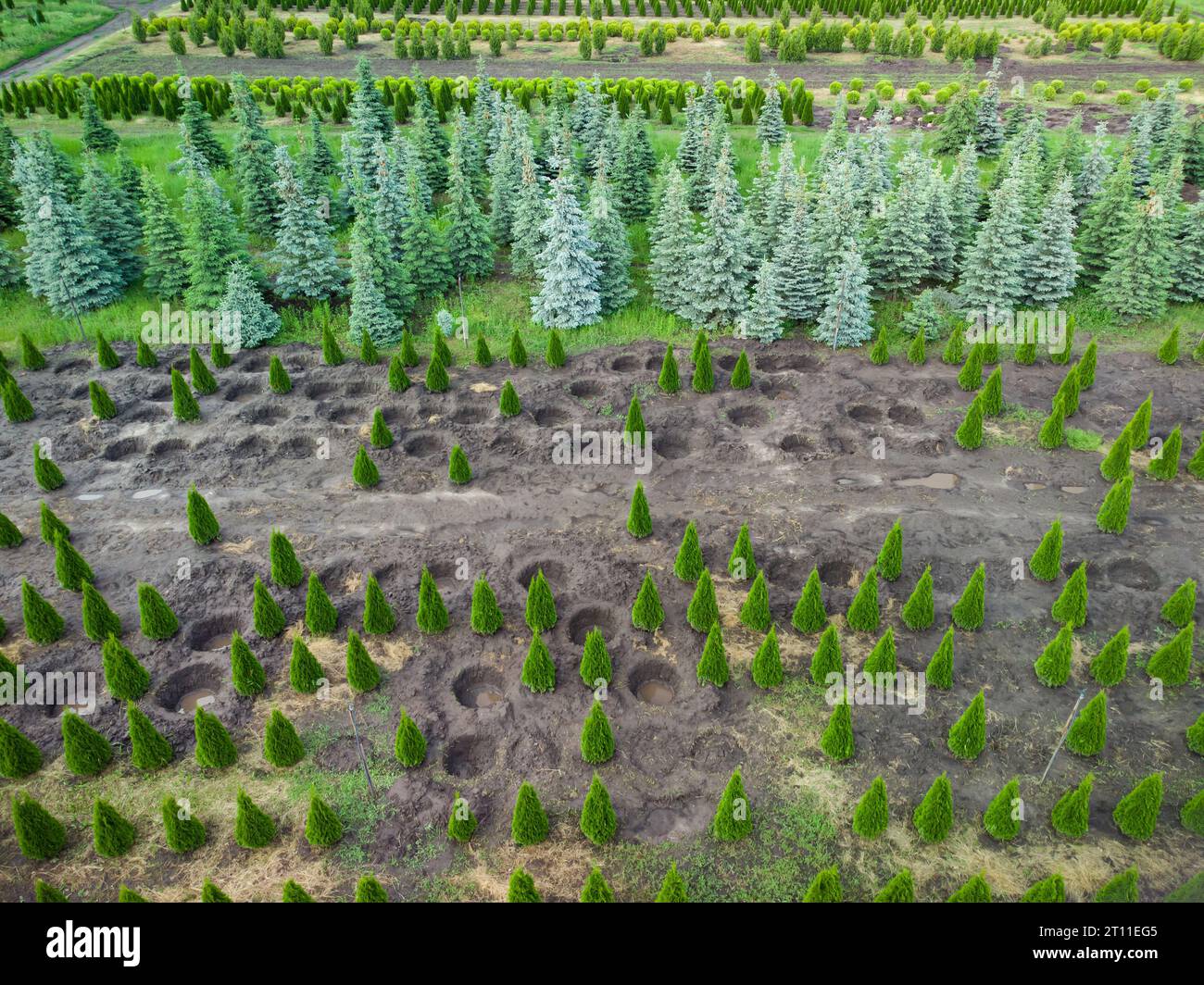 aerial view of a tree plantation for landscaping Stock Photo - Alamy