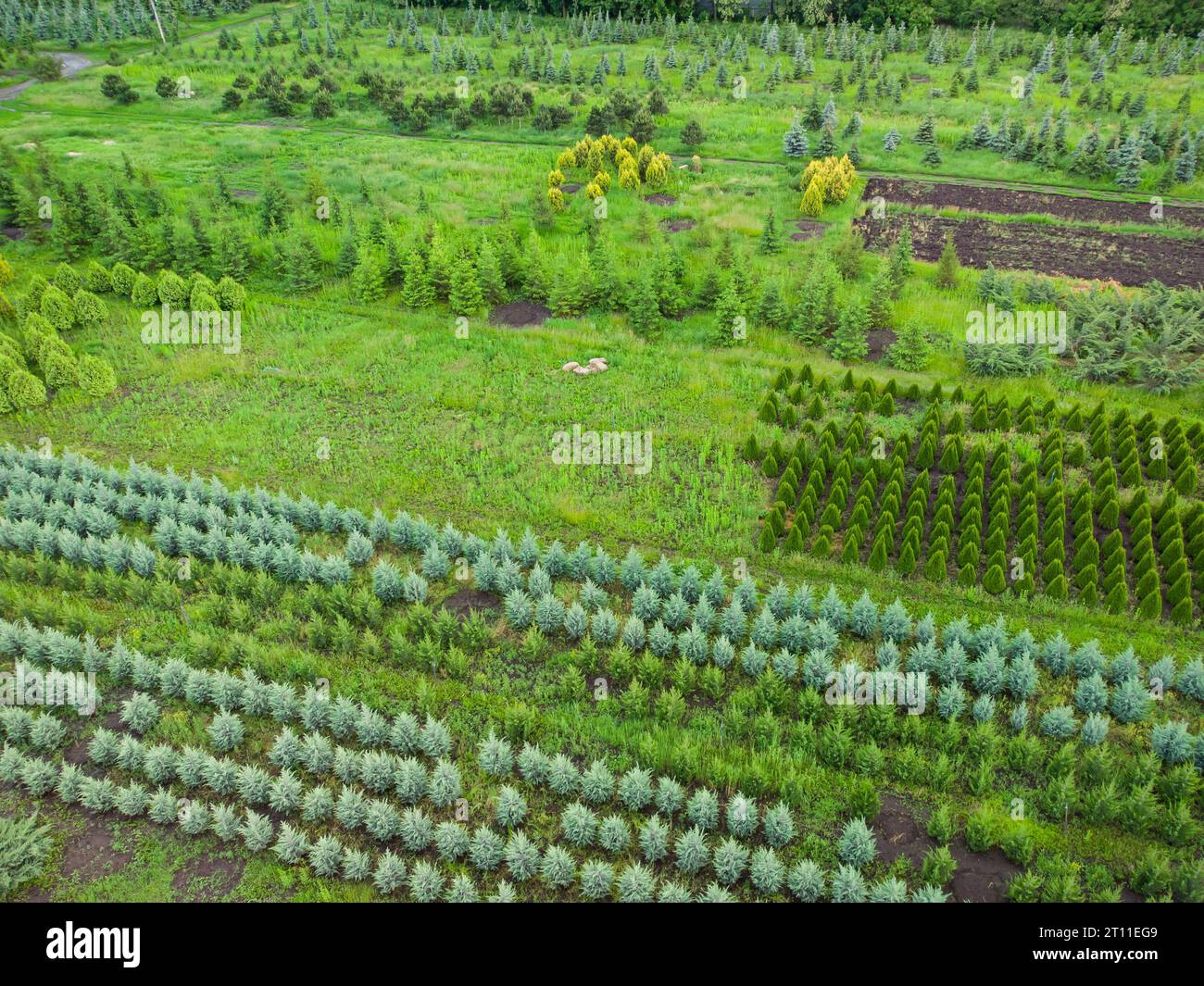 aerial view of a tree plantation for landscaping Stock Photo - Alamy