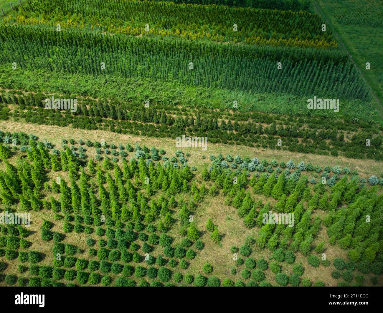aerial view of a tree plantation for landscaping Stock Photo - Alamy