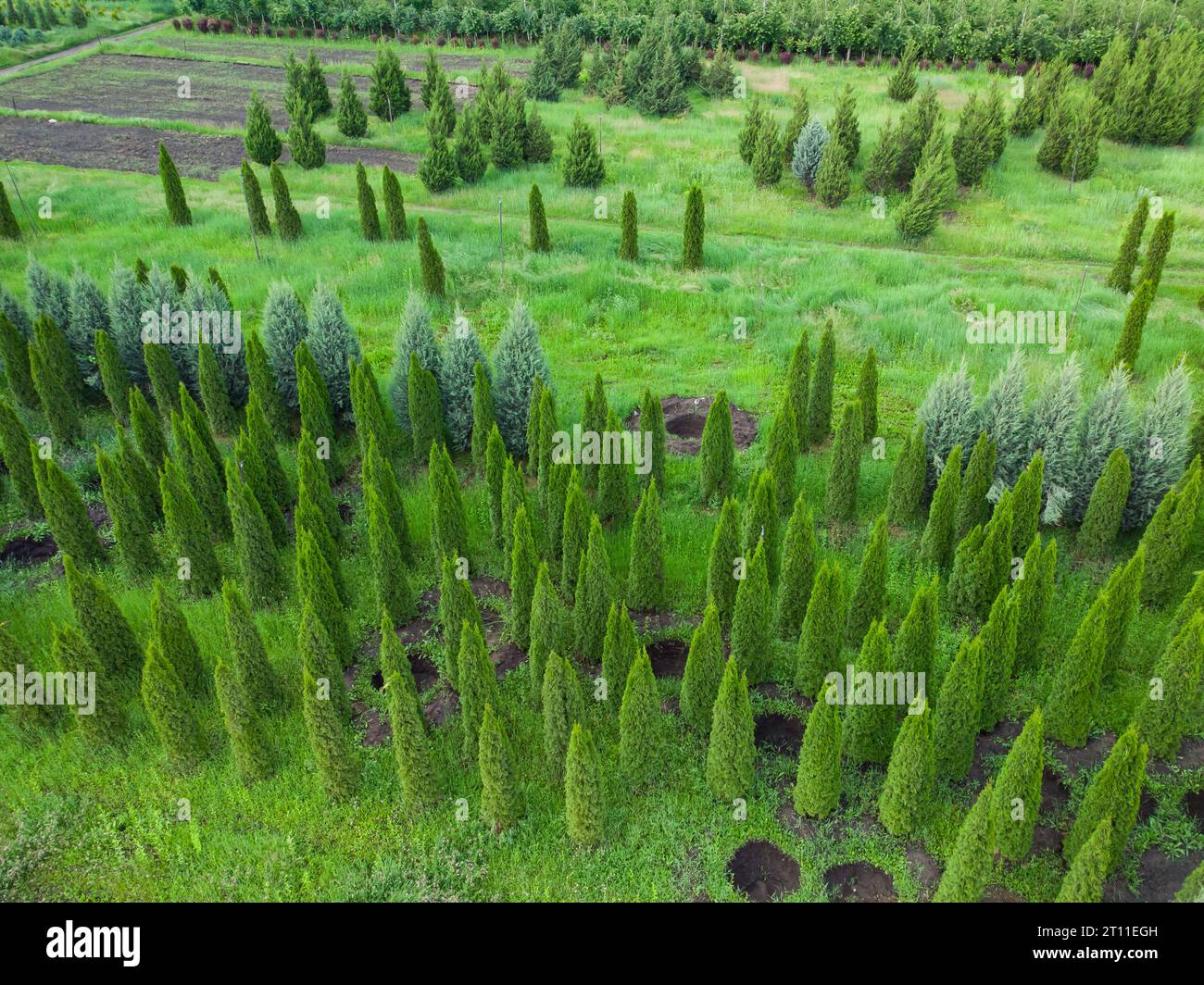 aerial view of a tree plantation for landscaping Stock Photo - Alamy