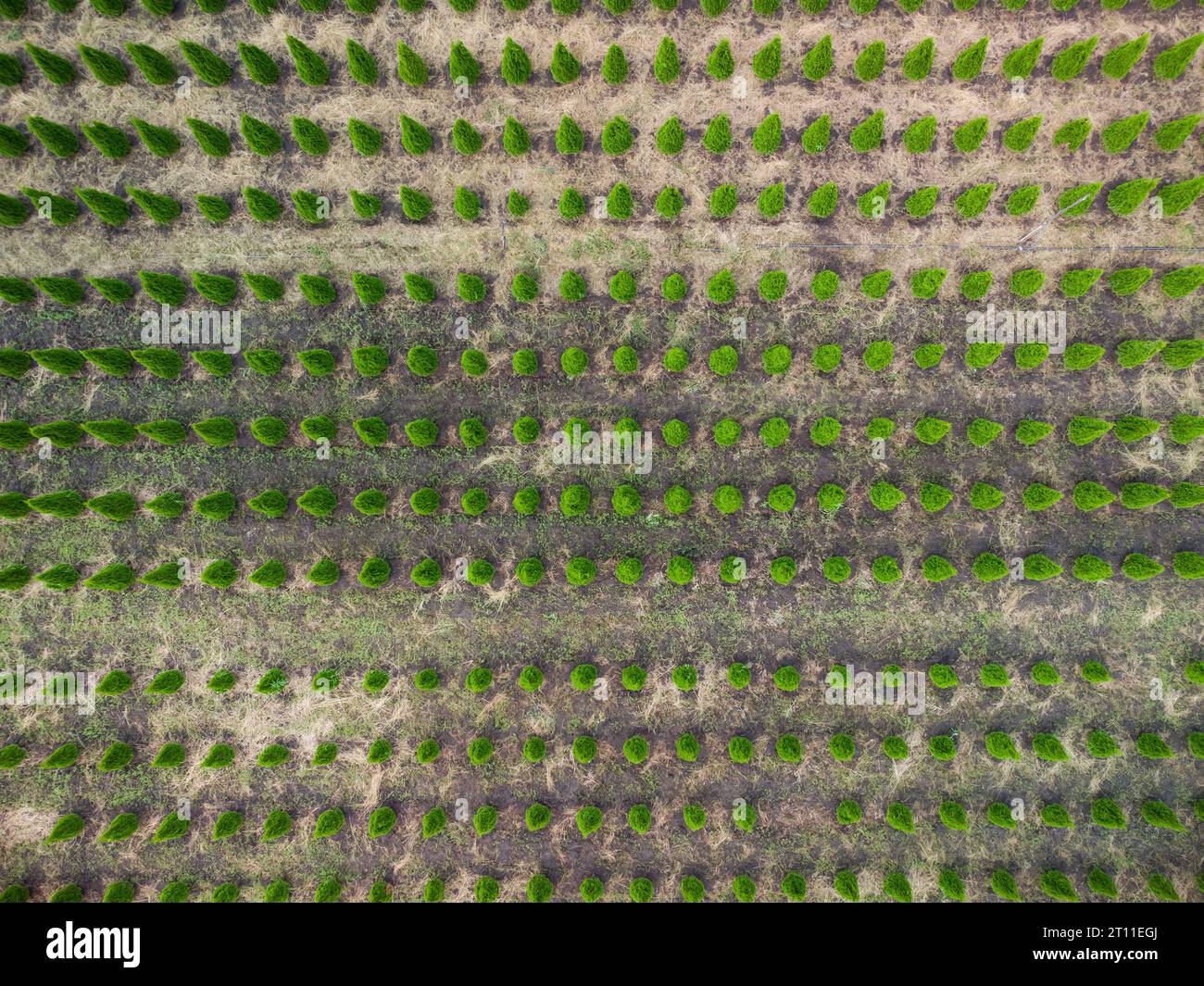 Aerial photography tree nursery hi-res stock photography and images - Alamy
