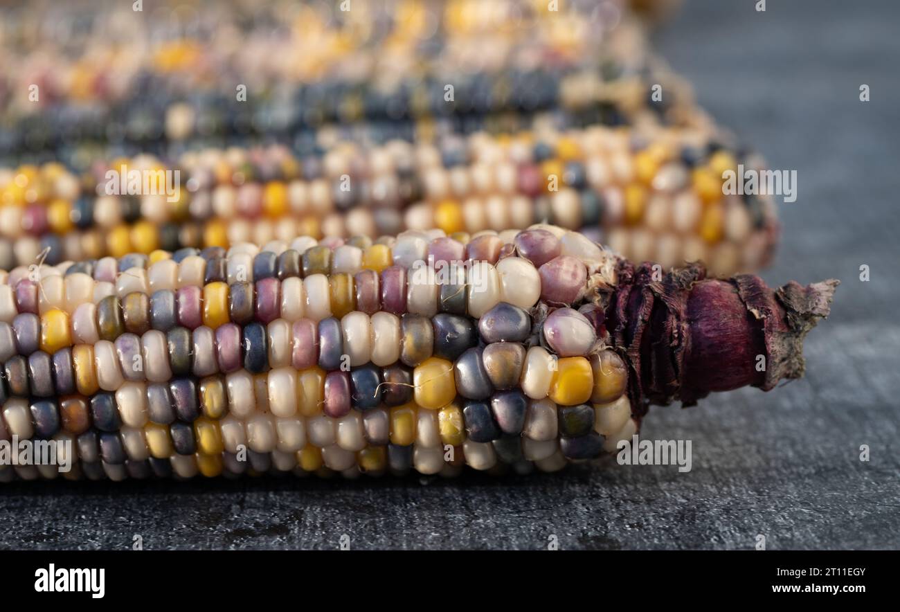 Several colorful corn cobs of different colors lie next to each other ...
