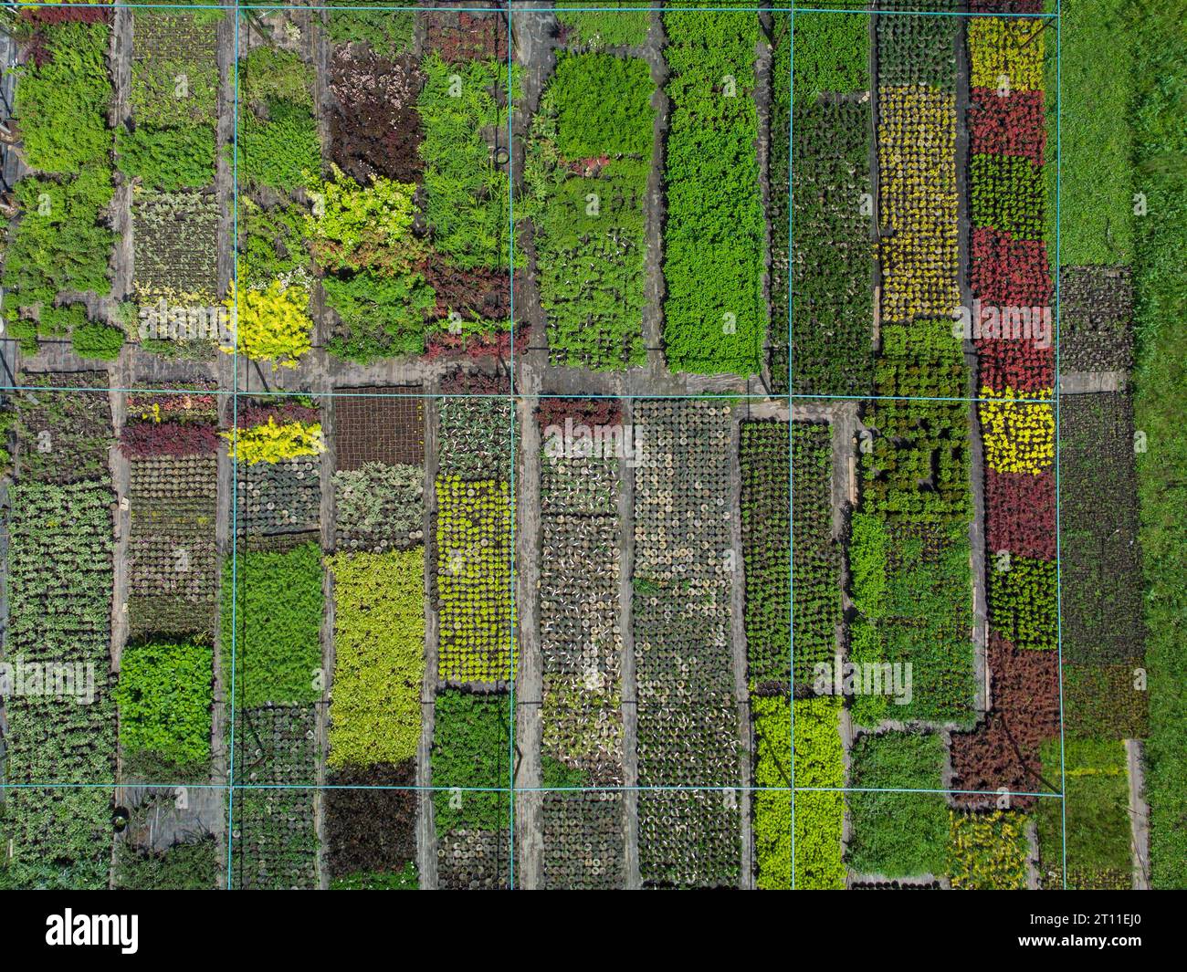 aerial view of a tree plantation for landscaping Stock Photo - Alamy