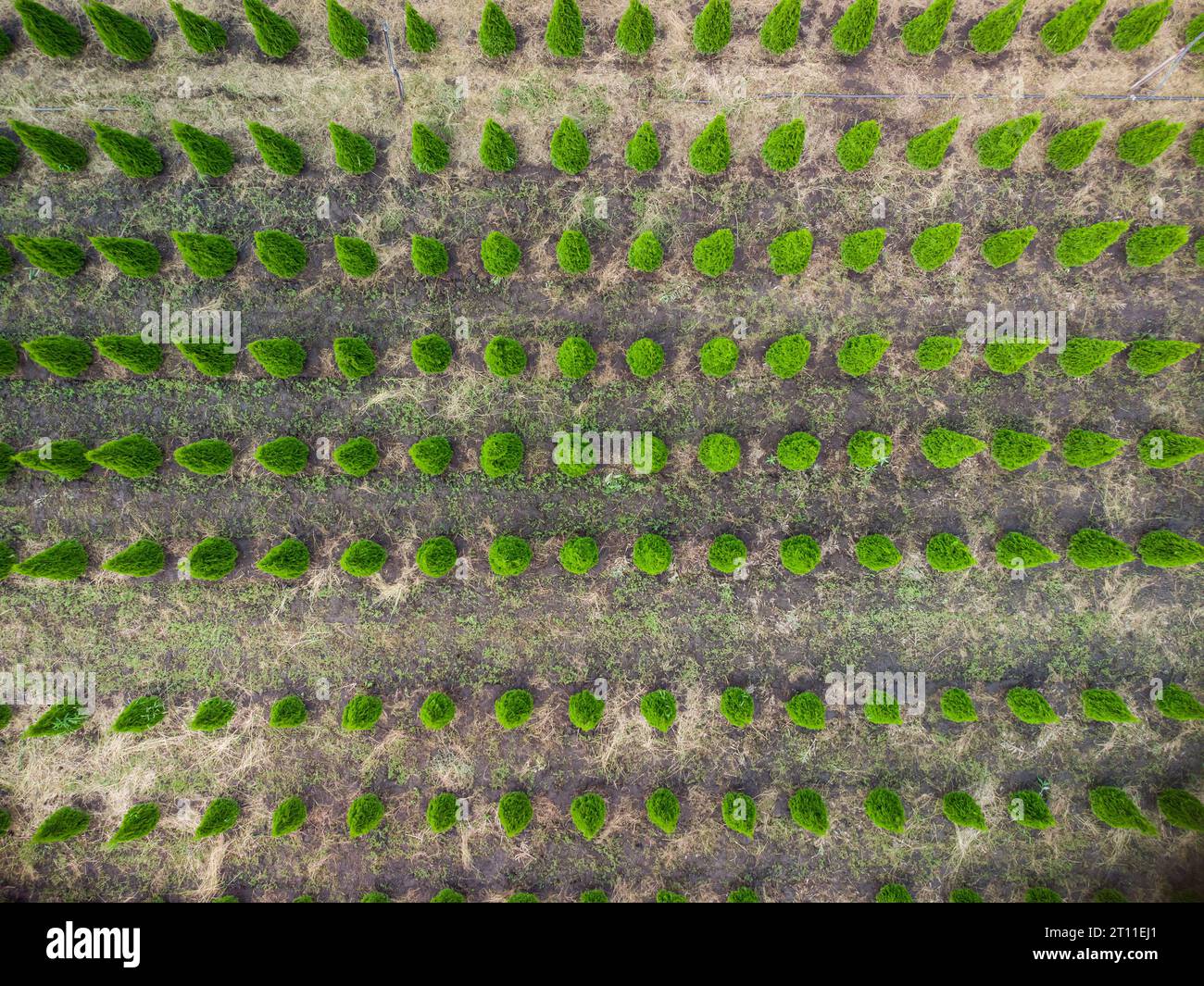 aerial view of a tree plantation for landscaping Stock Photo - Alamy