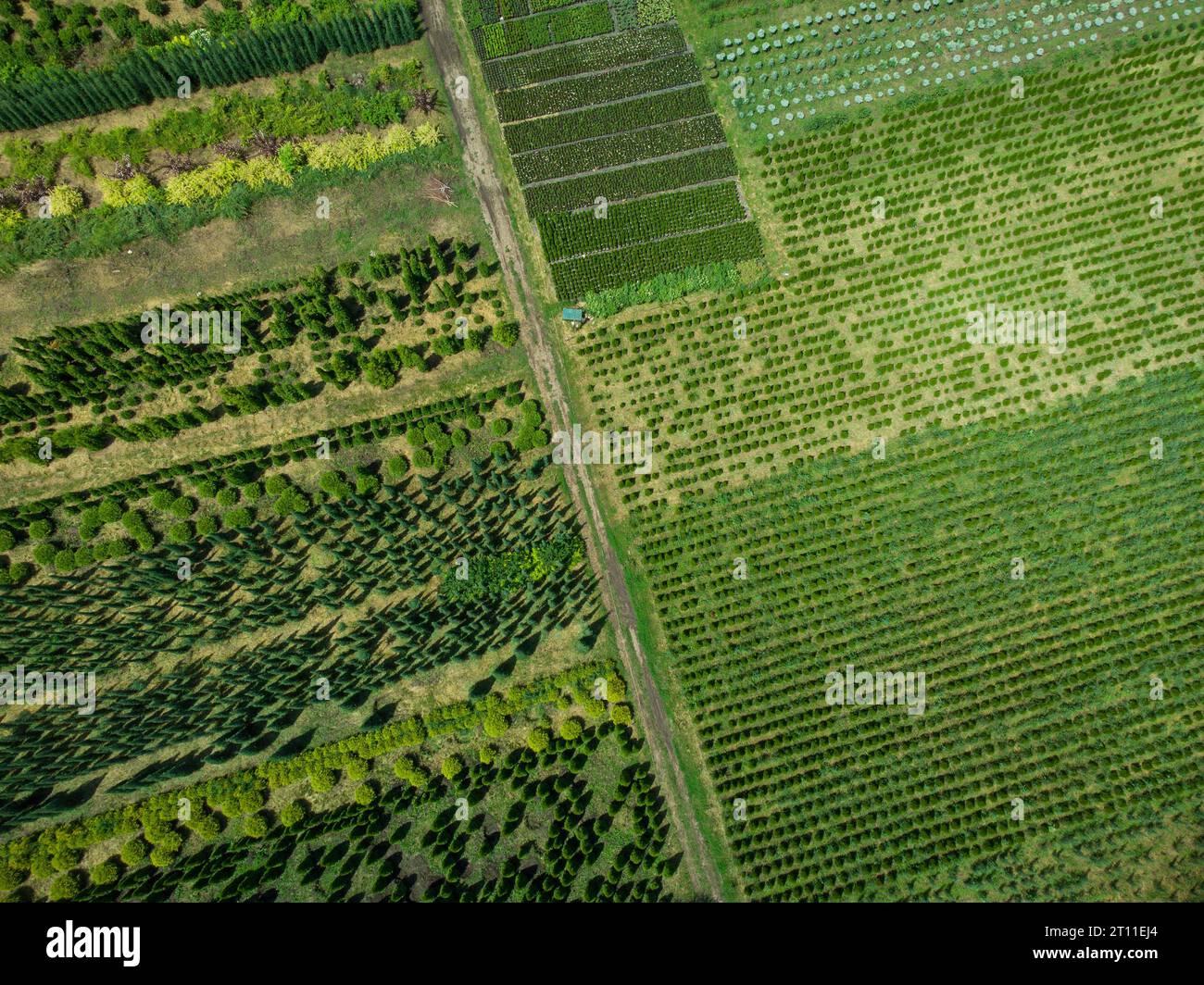 aerial view of a tree plantation for landscaping Stock Photo - Alamy