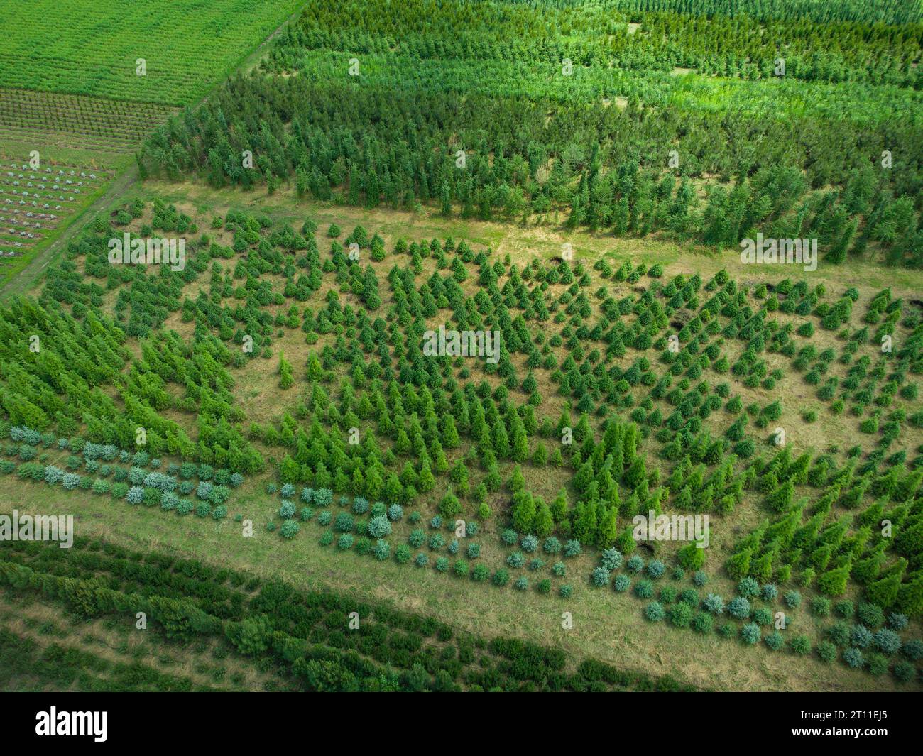 aerial view of a tree plantation for landscaping Stock Photo - Alamy