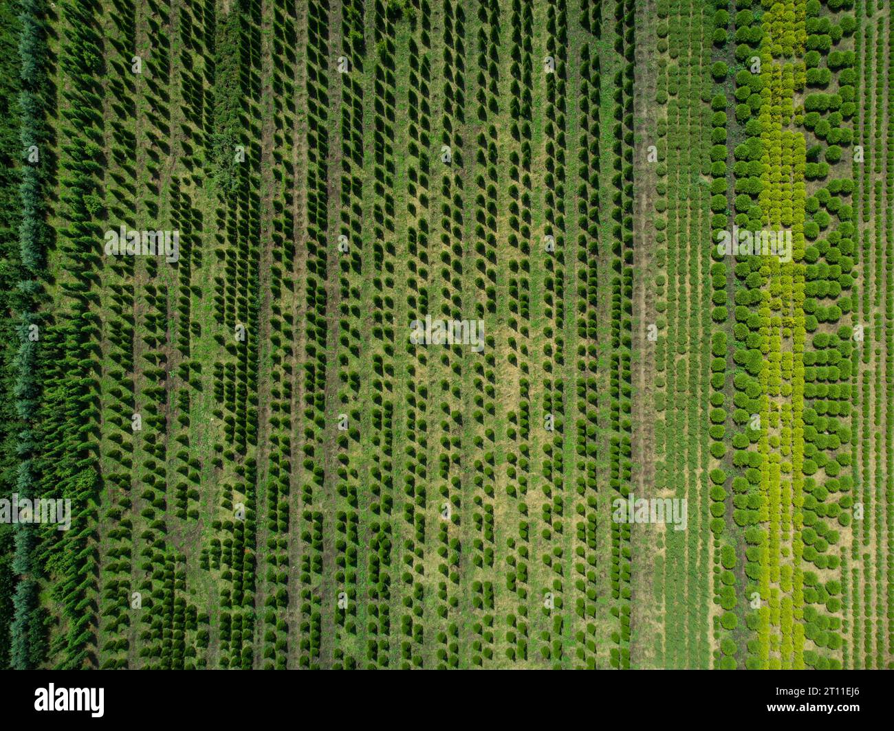 Spruce forest plantation aerial hi-res stock photography and images - Alamy