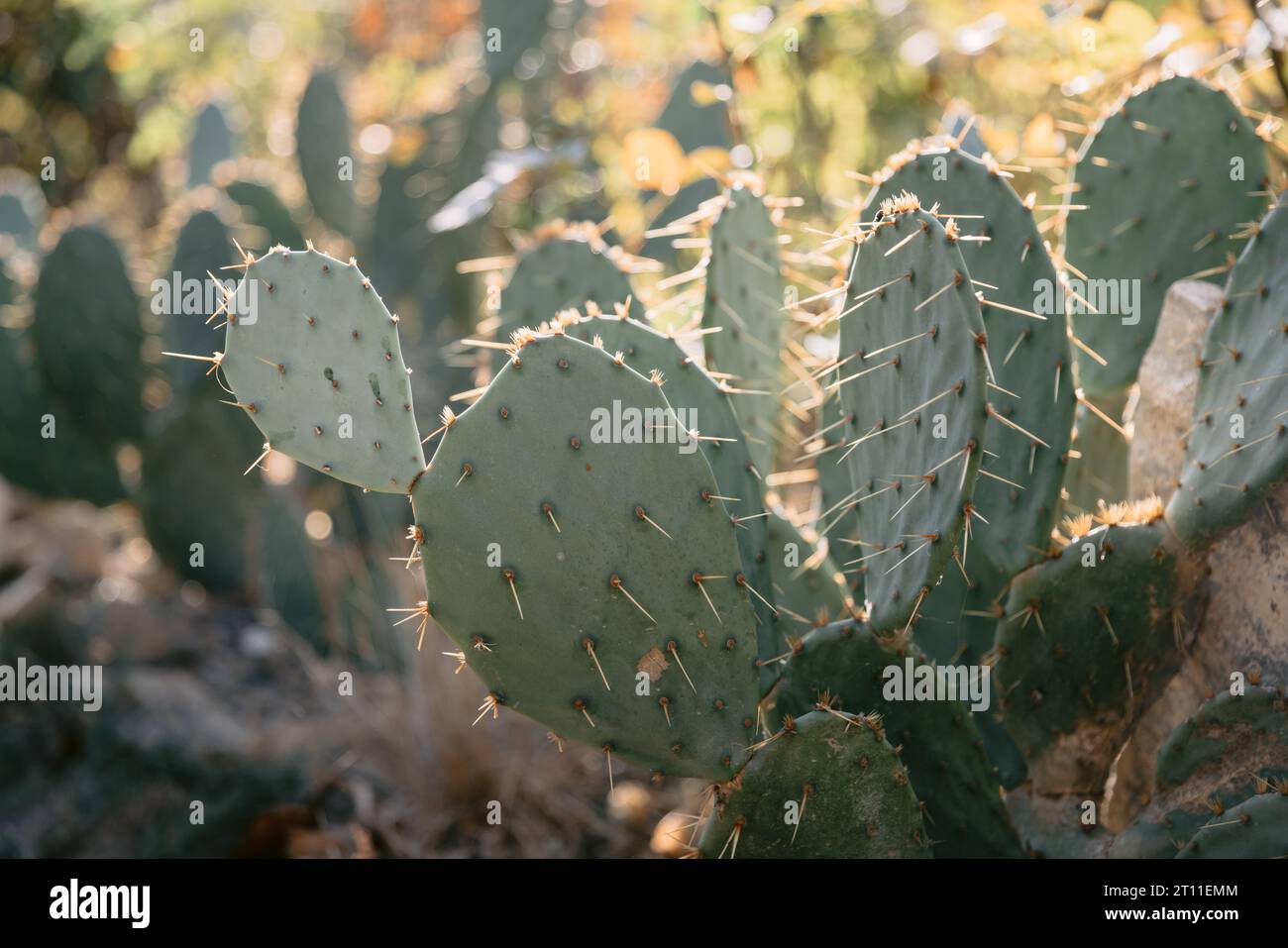 Prickly pear cactus plant exposed to sunlight in garden Stock Photo - Alamy