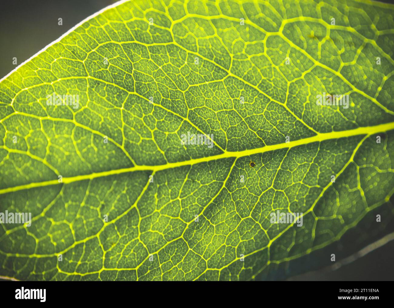 Highlights vein patterns hi-res stock photography and images - Alamy