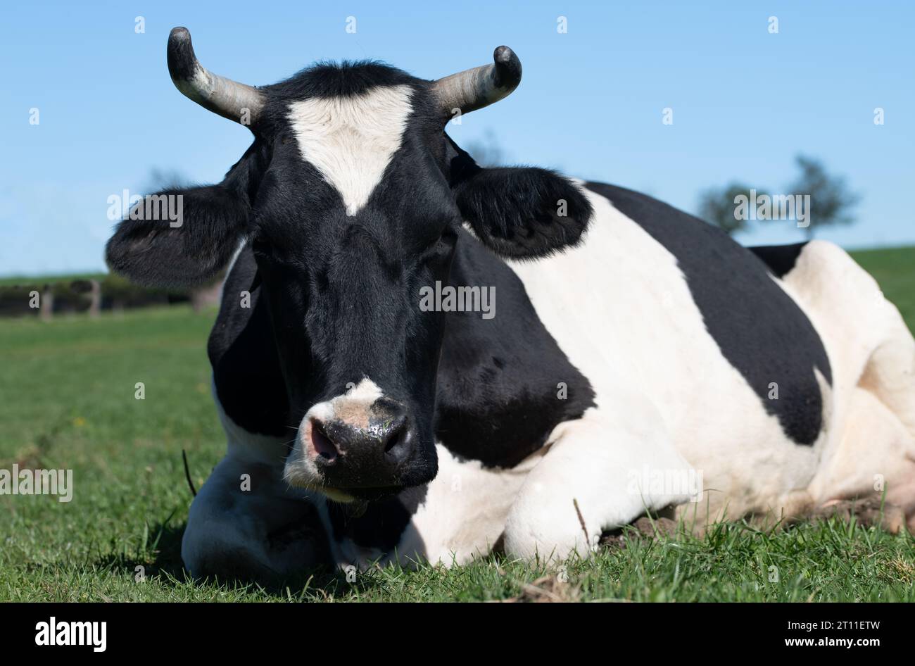 a black and white spotted cow lies in a green pasture and looks into ...
