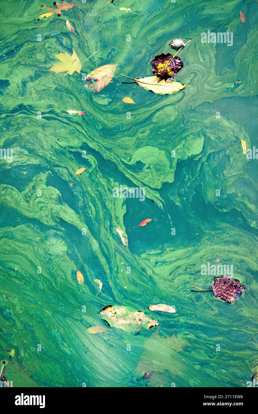 A thick scum (or bloom) of toxic blue-green algae (cyanobacteria) in a ...