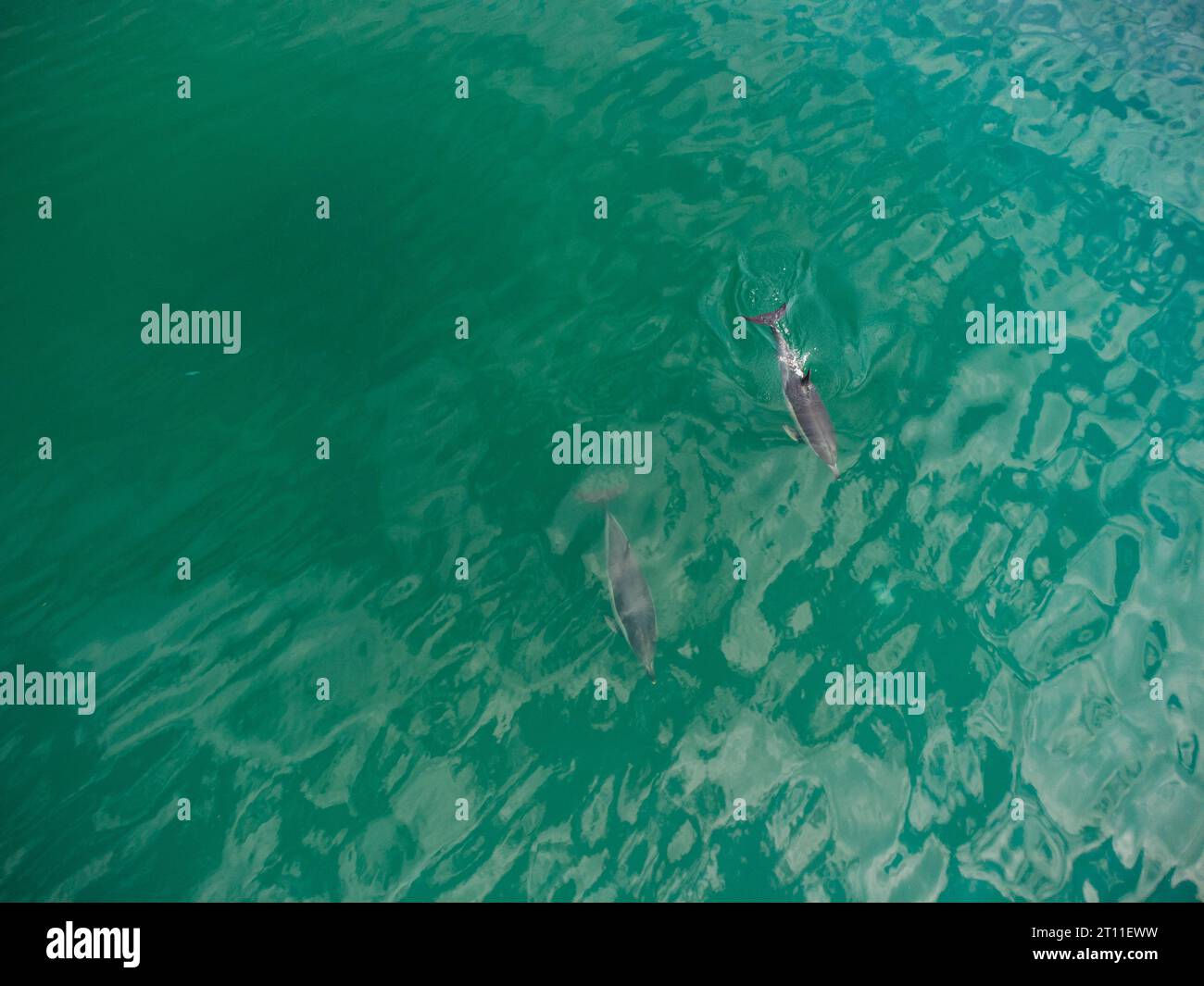 Aerial view of dolphin hi-res stock photography and images - Alamy