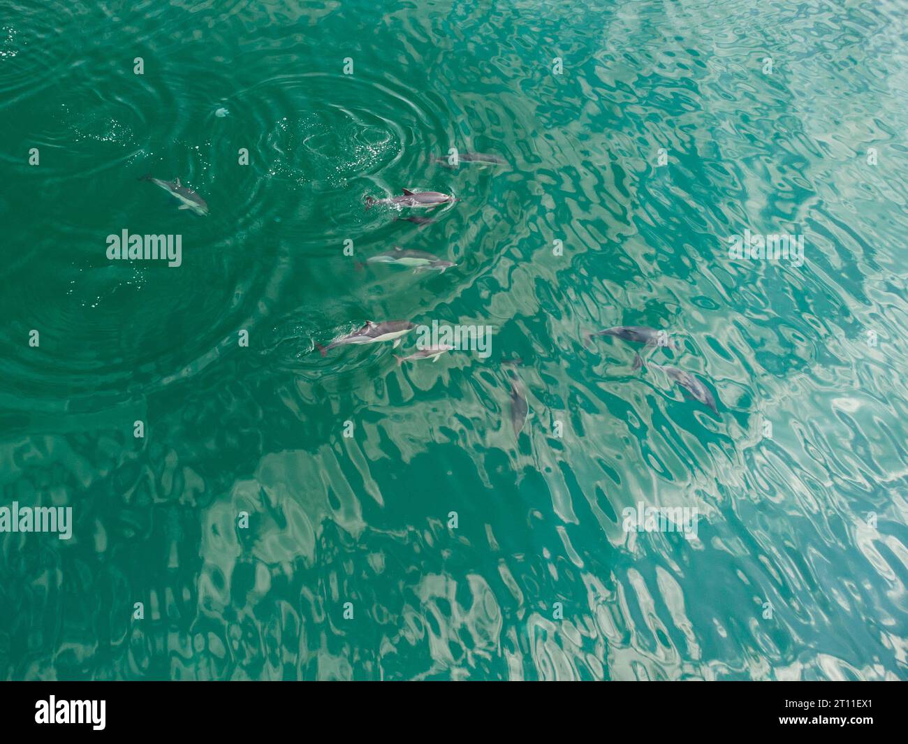 Pods in ocean aerial hi-res stock photography and images - Alamy