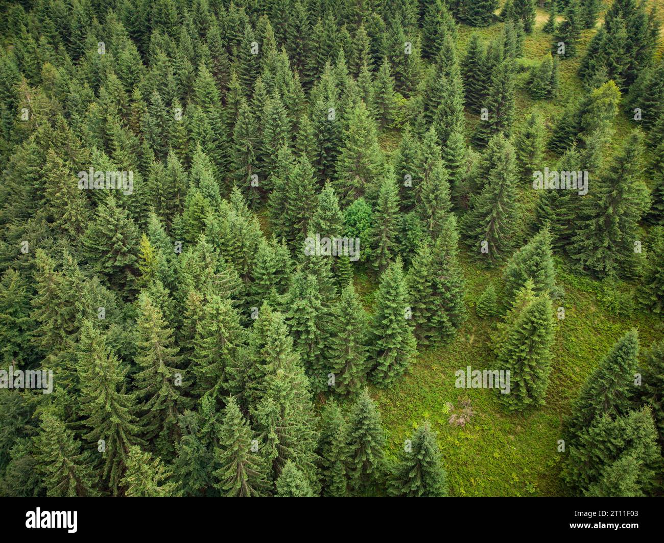 Aerial top down evergreen coniferous hi-res stock photography and ...