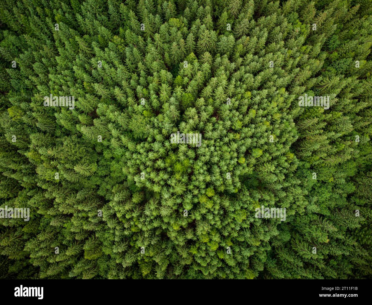texture of green fir trees aerial top down view Stock Photo - Alamy