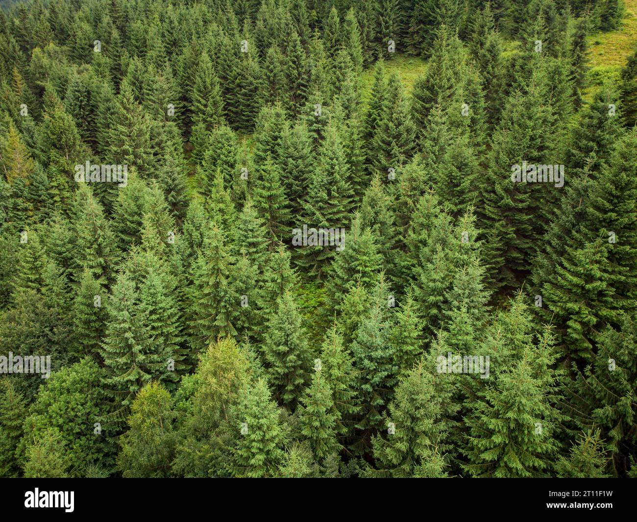 texture of green fir trees aerial top down view Stock Photo - Alamy