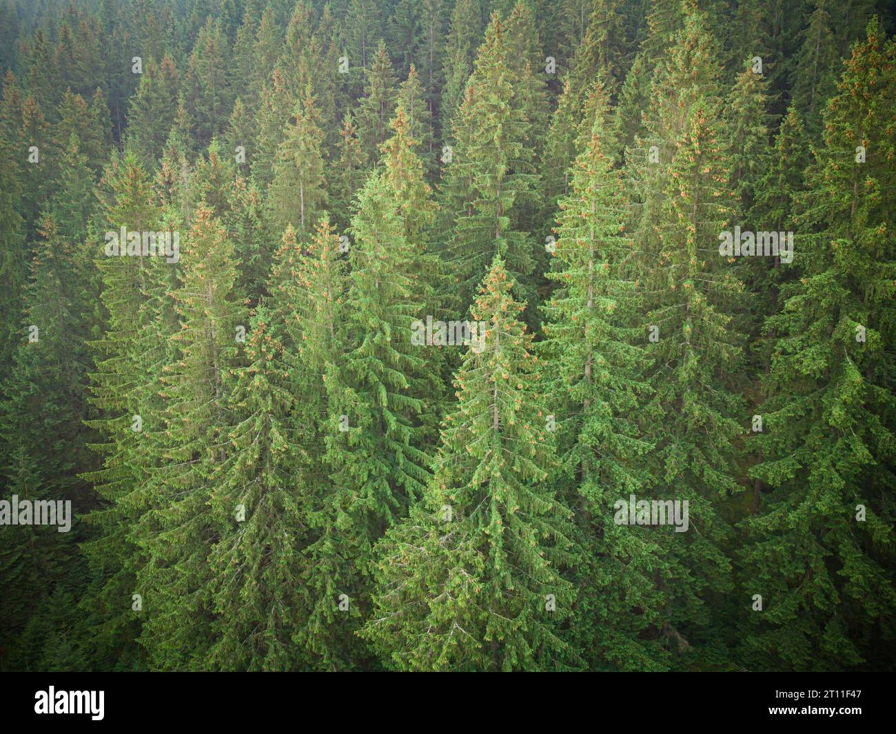 texture of green fir trees aerial top down view Stock Photo - Alamy