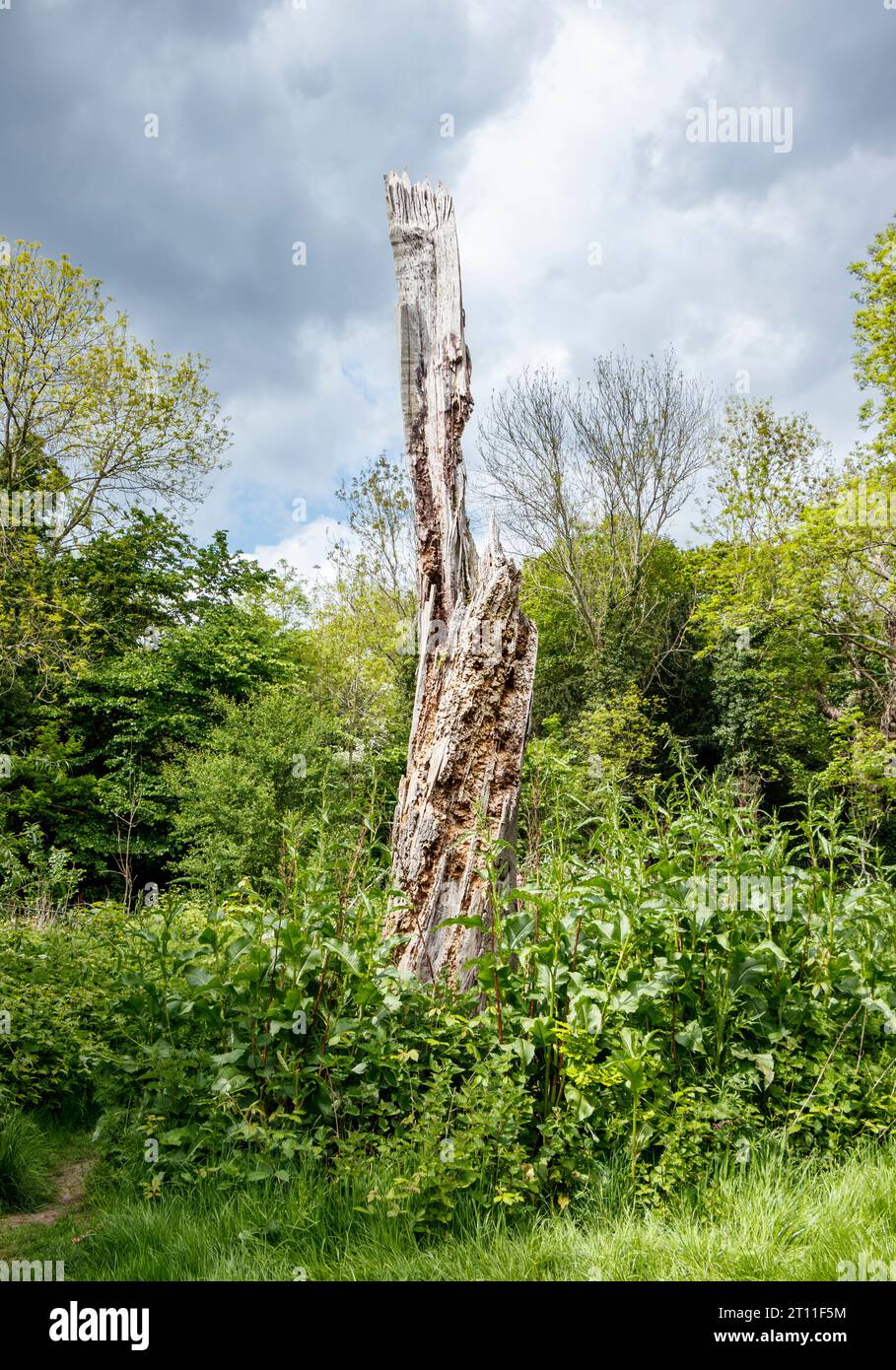 Dead insects hi-res stock photography and images - Alamy