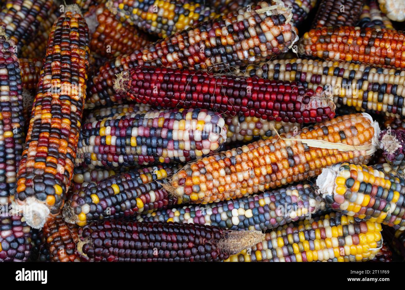 Corn cobs of different colors and with colorful corn kernels lie on top ...