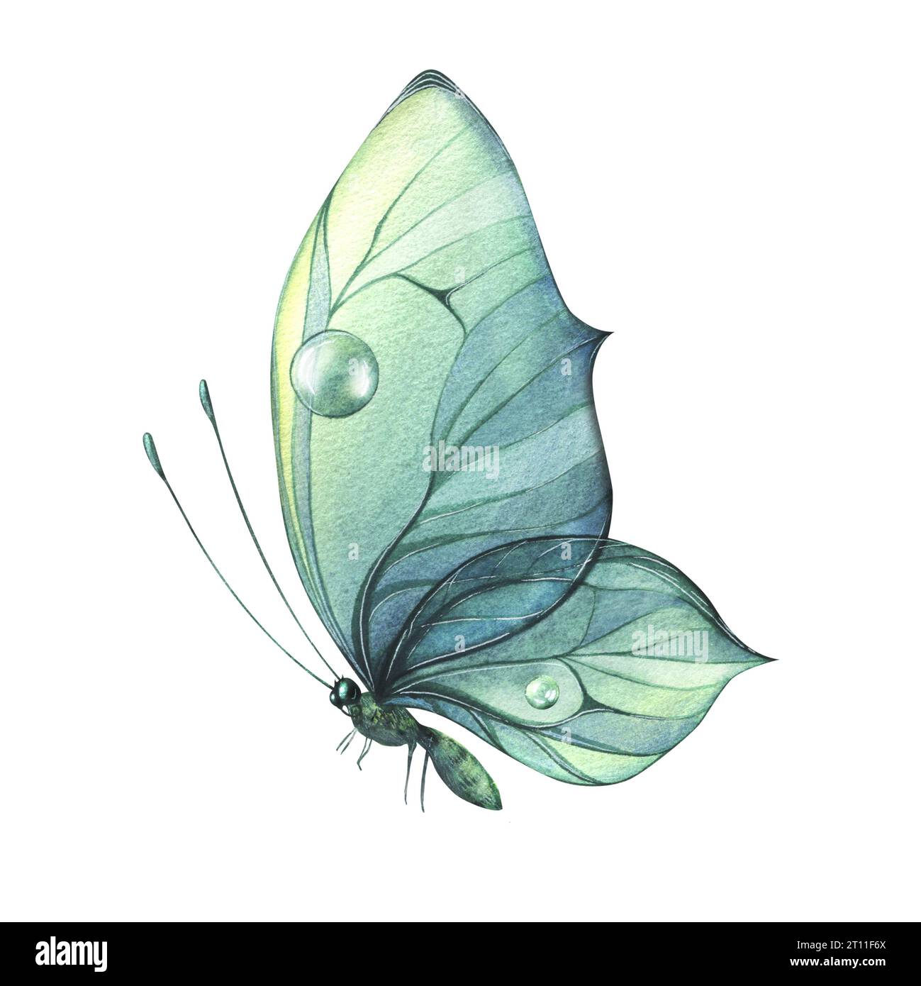 Turquoise butterfly with water drops and a pattern. Watercolor ...