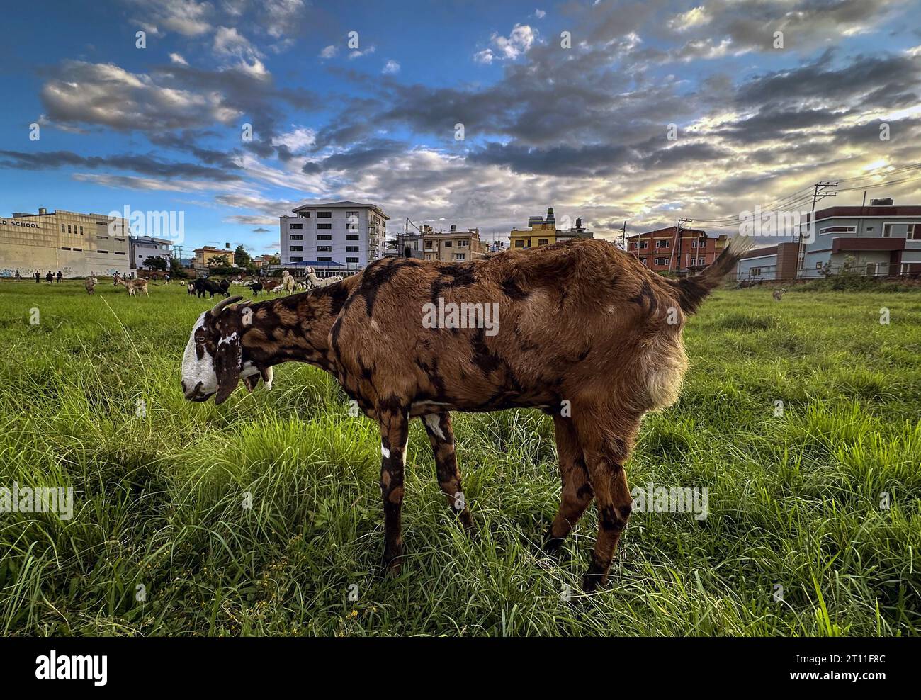 Lalitpur, Bagmati, Nepal. 10th Oct, 2023. A goat grazes at a ground ...