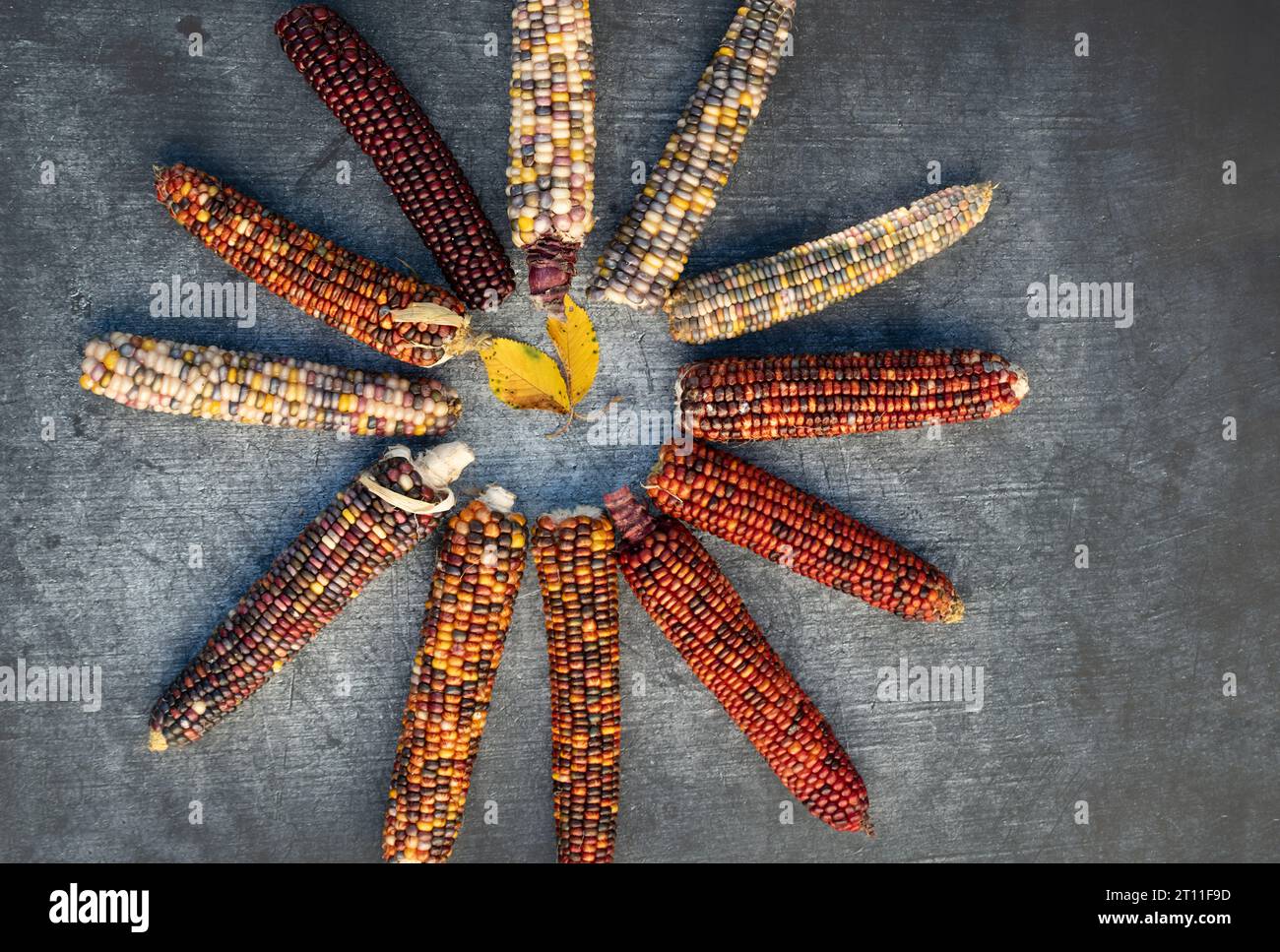 12 ears of corn form the numbers of a clock against a gray background ...