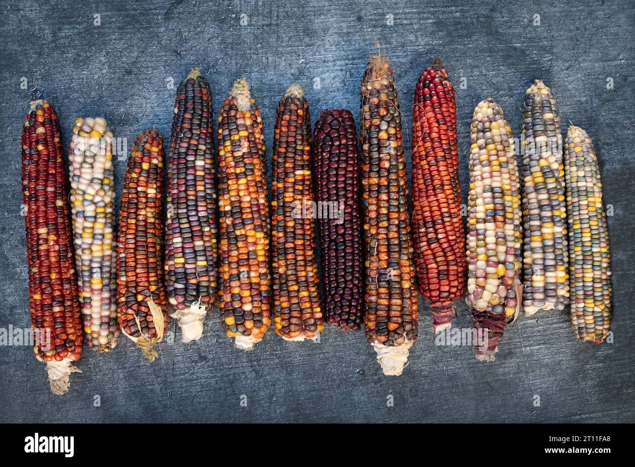 Several ripe and colorful corn cobs lie next to each other against a ...