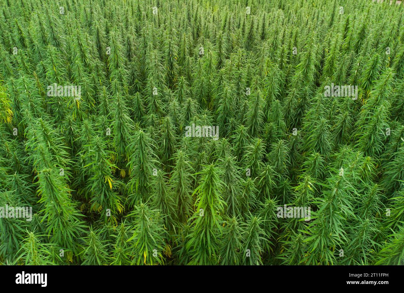 Marijuana fields hi-res stock photography and images - Alamy