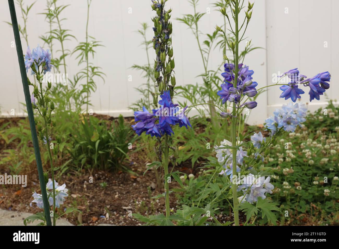 Deep purple and blue Delphinium flowers and light blue and light purple ...