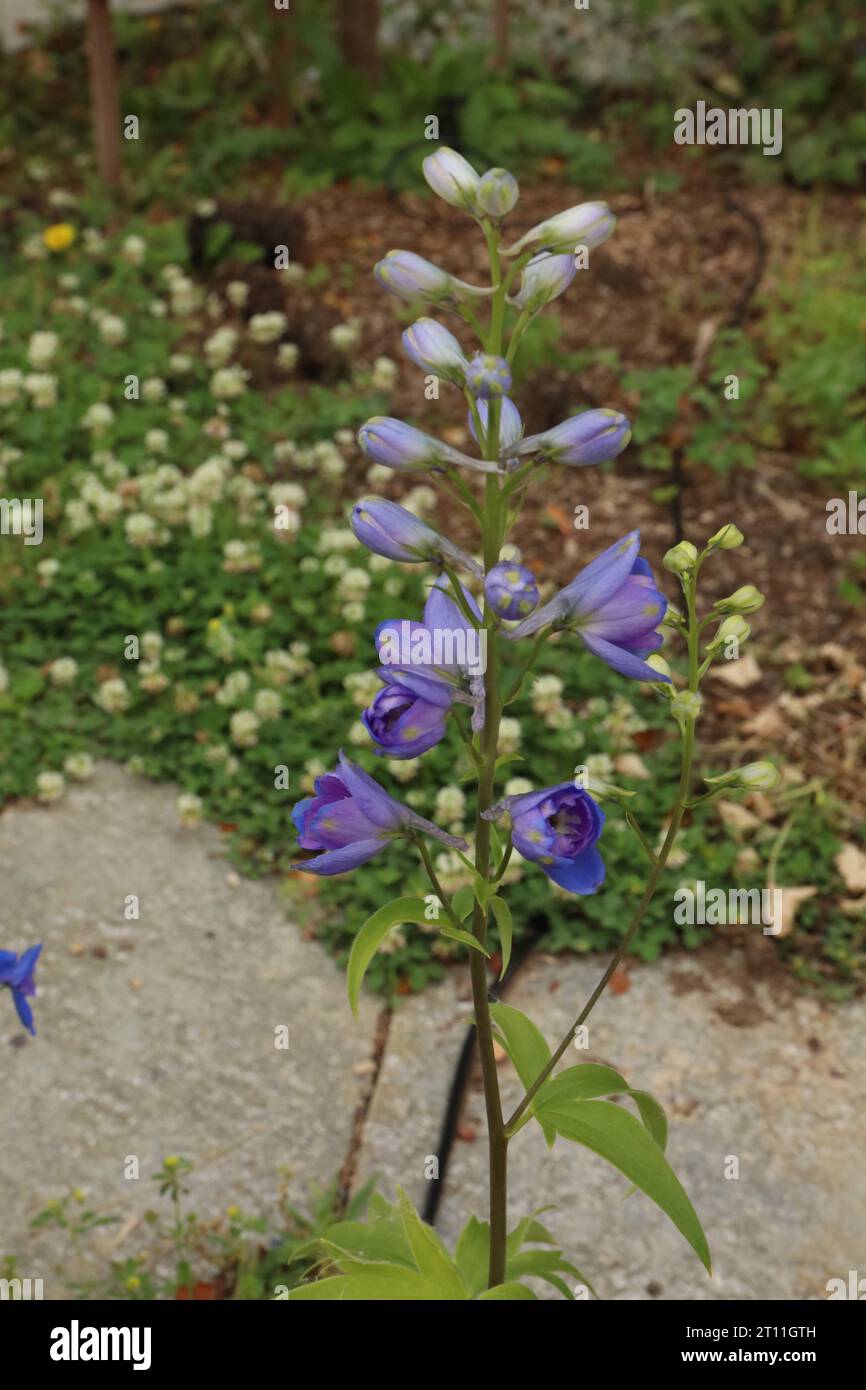 A single stalk of Delphinium with purple and blue flowers and buds ...