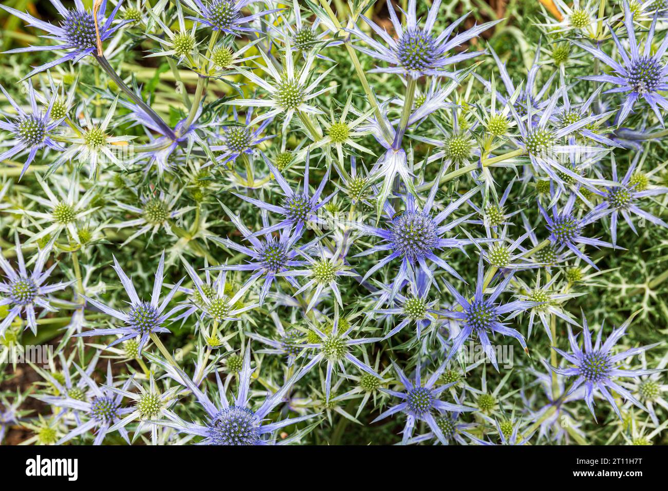Blue spiky flowers hi-res stock photography and images - Alamy