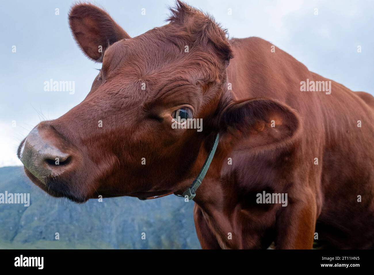 Cow with brown fur tilts it's head and seems to look very sceptical ...