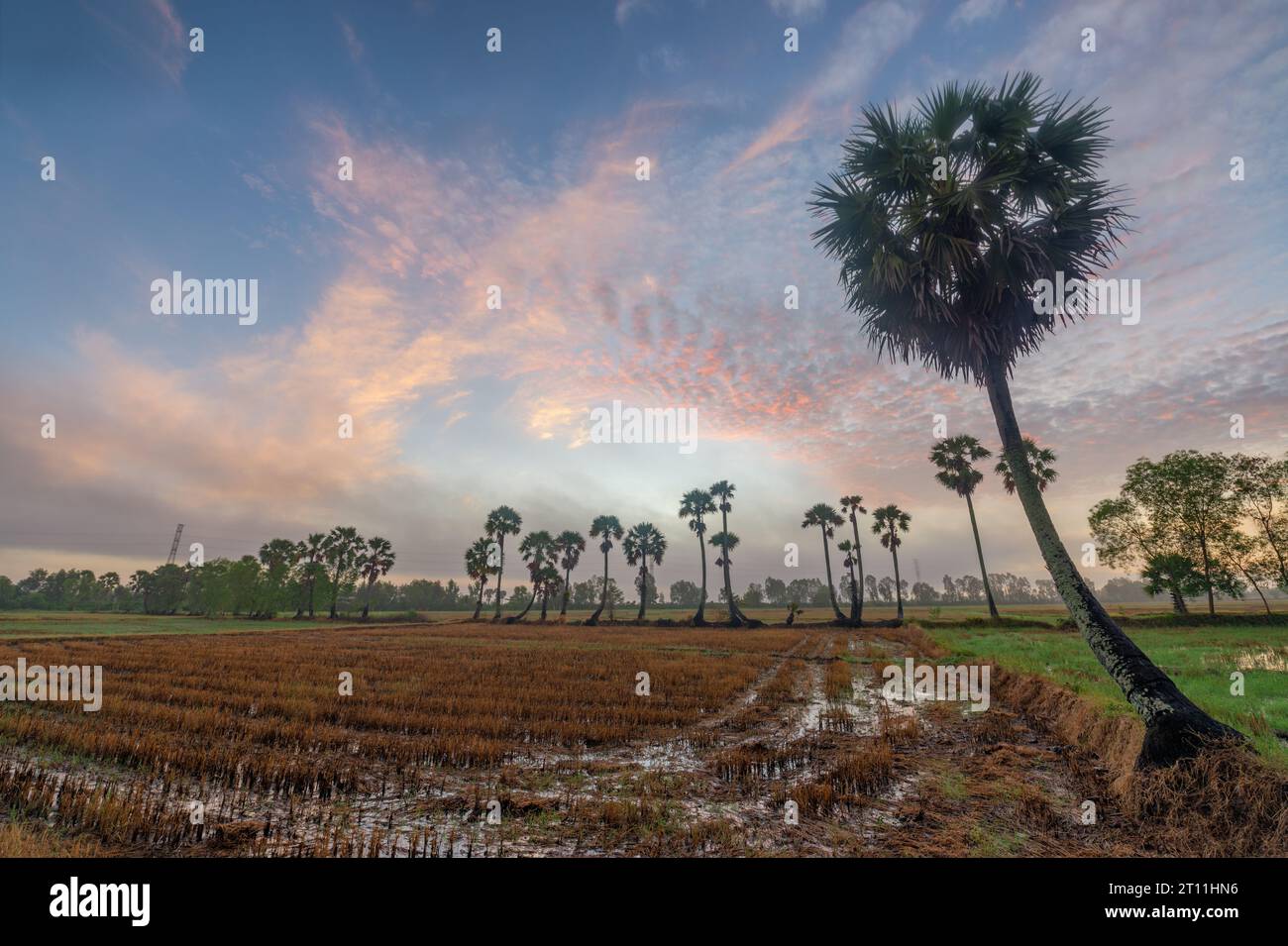 Ta Pa rice fields are beautiful in the morning, interspersed with ...