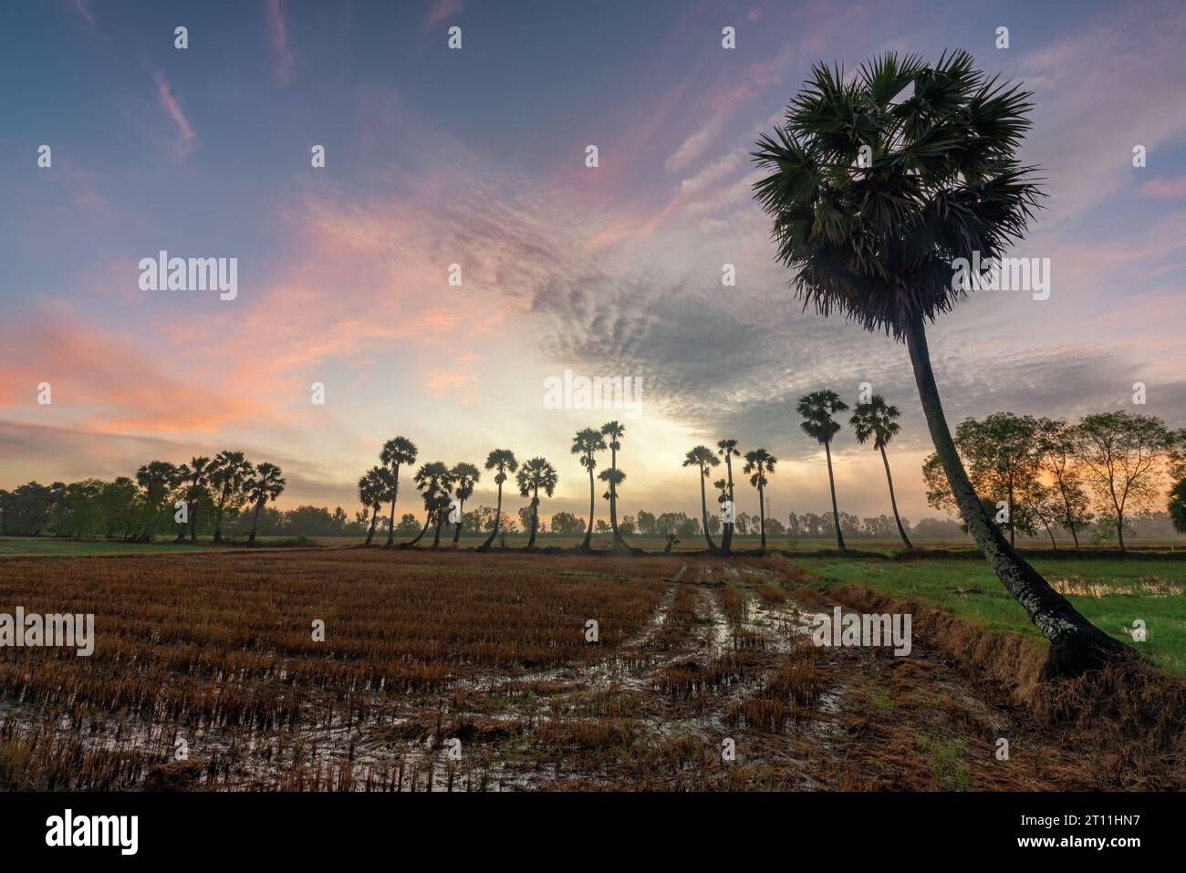 Ta Pa rice fields are beautiful in the morning, interspersed with ...
